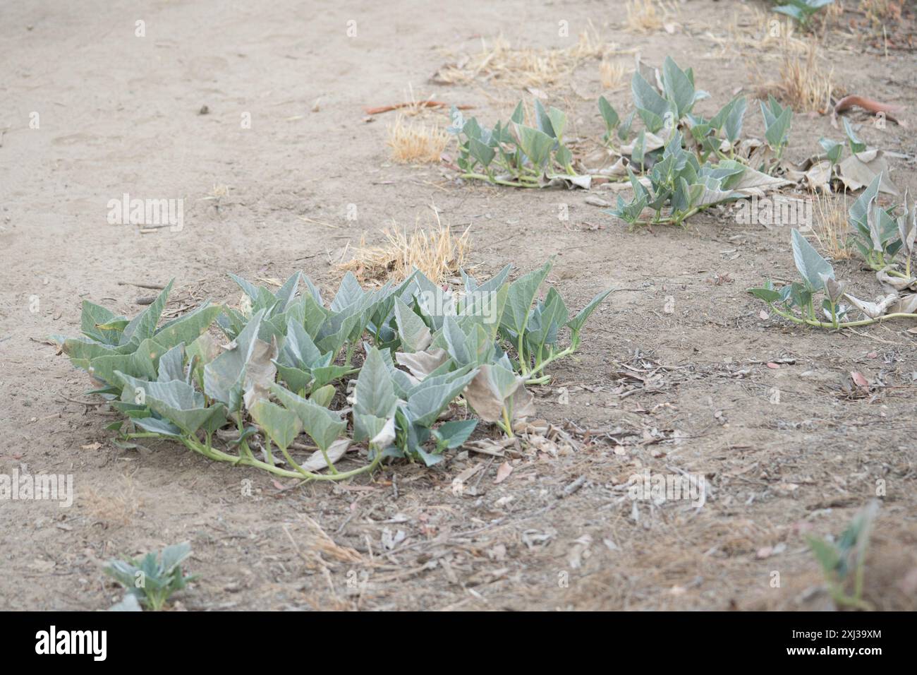Buffalo Gourd (Cucurbita foetidissima) Plantae Stock Photo - Alamy