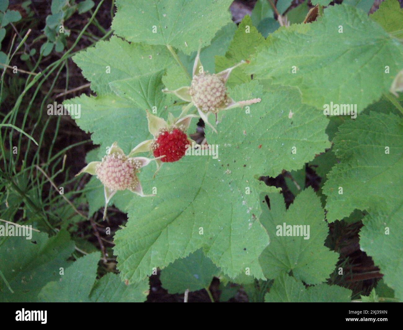 thimbleberry (Rubus parviflorus) Plantae Stock Photo - Alamy