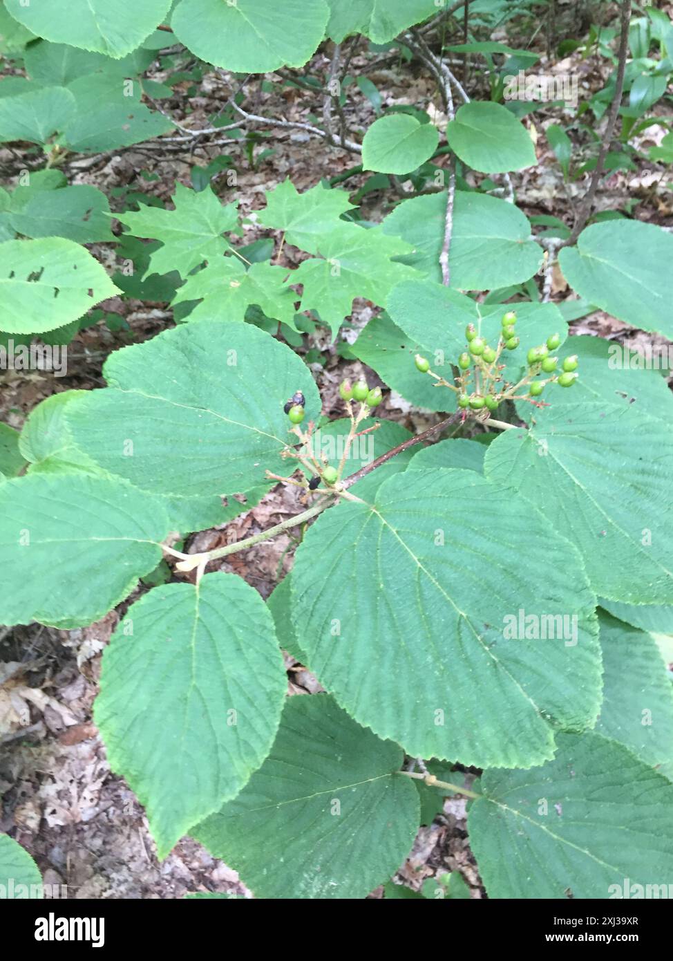 hobblebush (Viburnum lantanoides) Plantae Stock Photo - Alamy