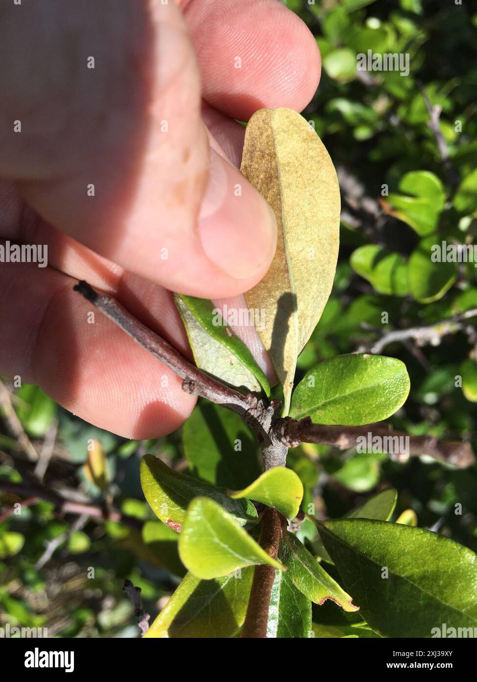 Tough Bully (Sideroxylon tenax) Plantae Stock Photo - Alamy