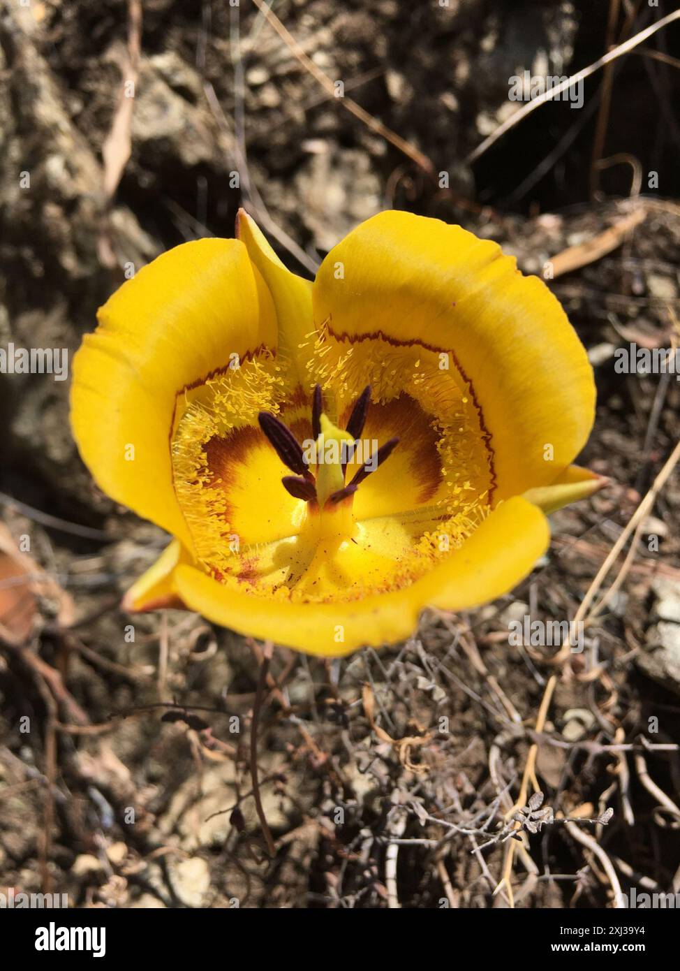 Clubhair Mariposa Lily (Calochortus clavatus) Plantae Stock Photo - Alamy