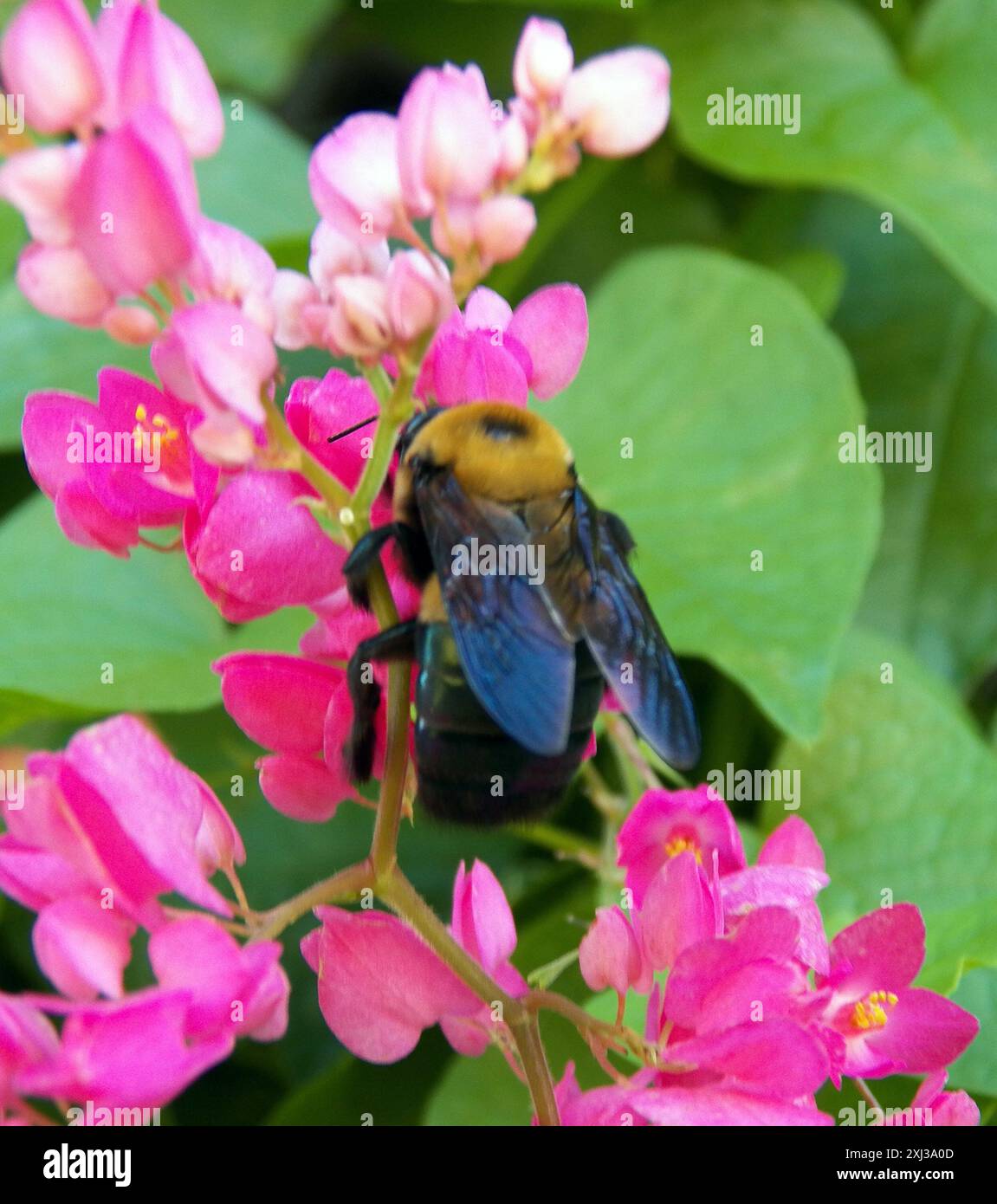 Eastern Carpenter Bee (Xylocopa virginica) Insecta Stock Photo - Alamy