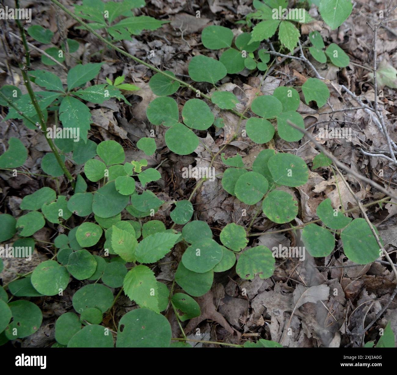 Round-leaved Trailing Tick-trefoil (Desmodium rotundifolium) Plantae ...