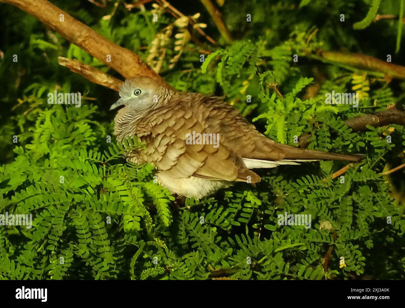 Zebra Dove (Geopelia striata) Aves Stock Photo - Alamy