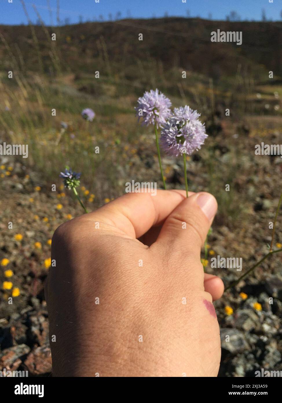 bluehead gilia (Gilia capitata) Plantae Stock Photo - Alamy