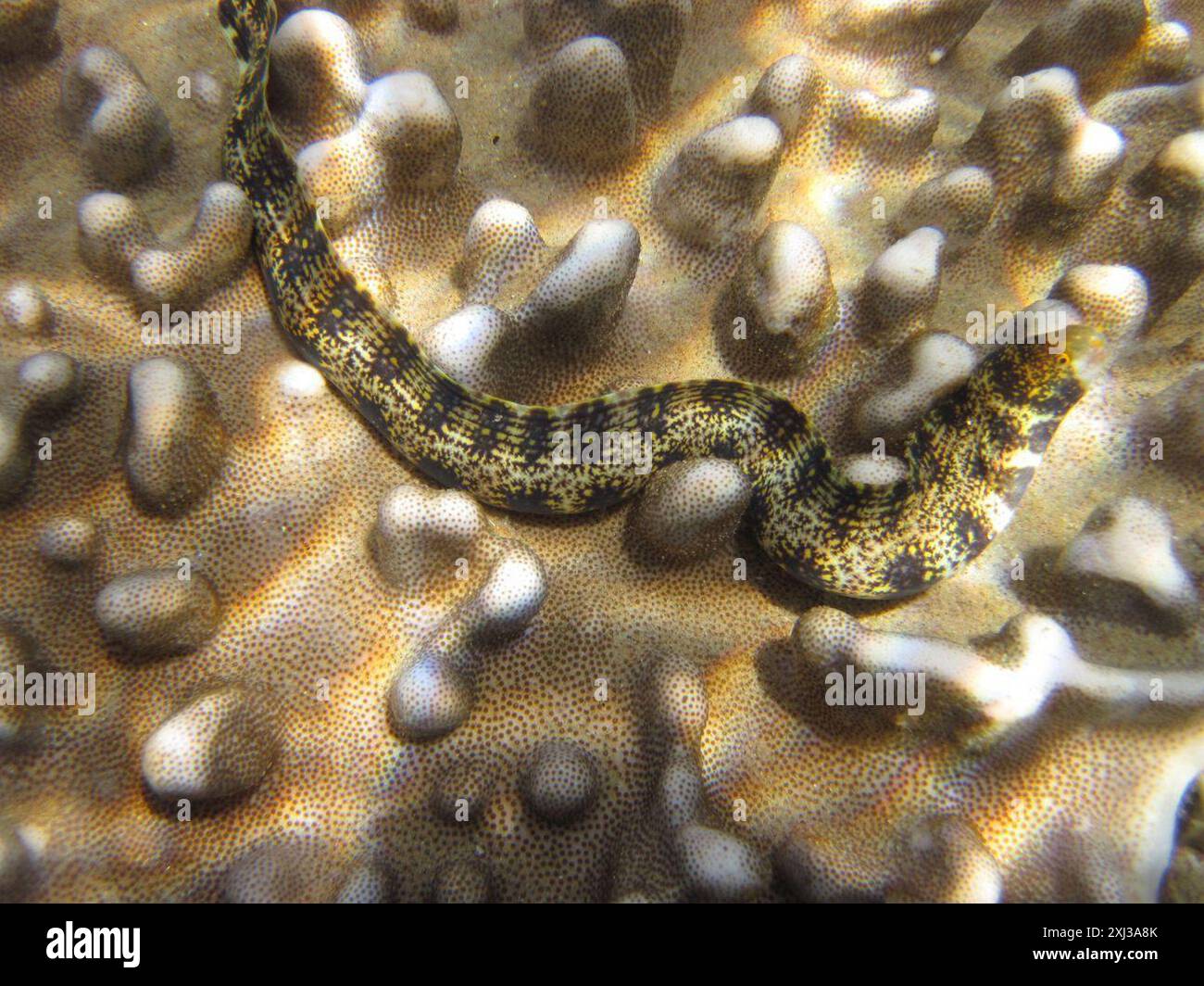 Snowflake Moray (Echidna nebulosa) Actinopterygii Stock Photo - Alamy