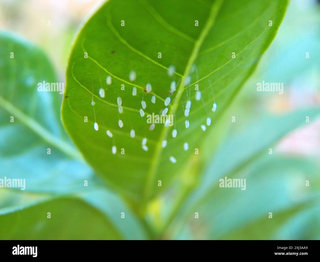 Green Lacewings (Chrysopidae) Insecta Stock Photo - Alamy