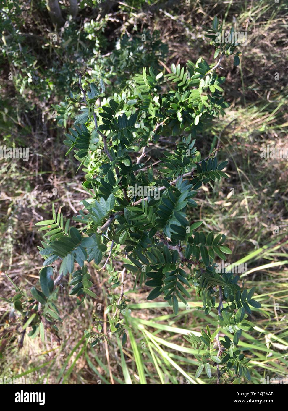 Blackbrush Acacia (Vachellia rigidula) Plantae Stock Photo - Alamy