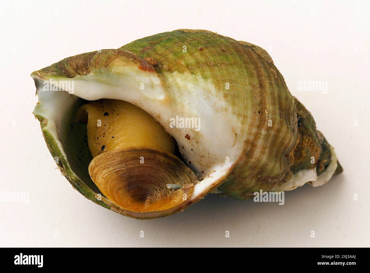 Whelk store hi-res stock photography and images - Alamy