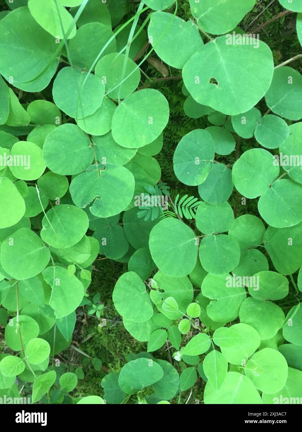 Round-leaved Trailing Tick-trefoil (Desmodium rotundifolium) Plantae ...