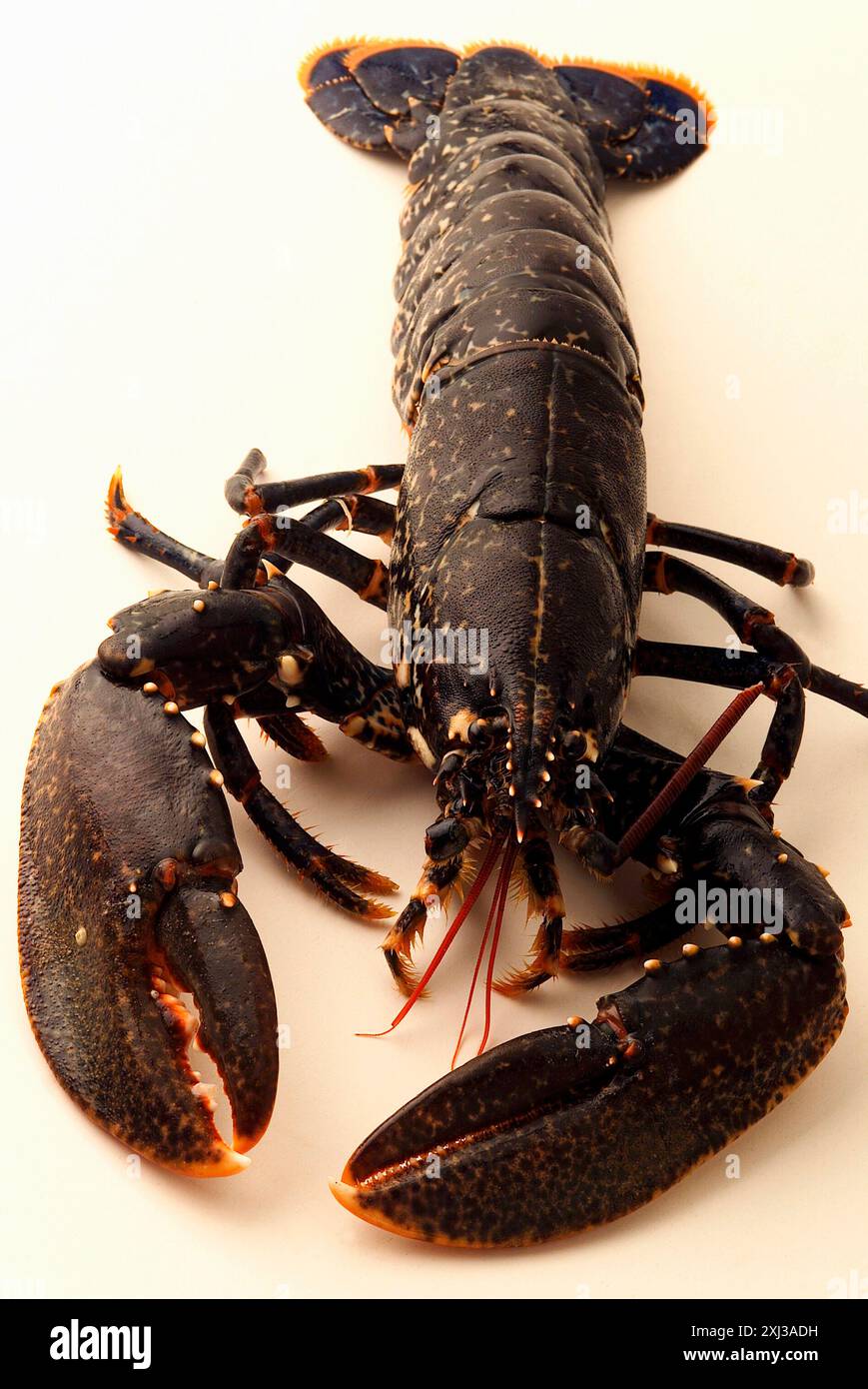 Lobster sea bottom hi-res stock photography and images - Alamy