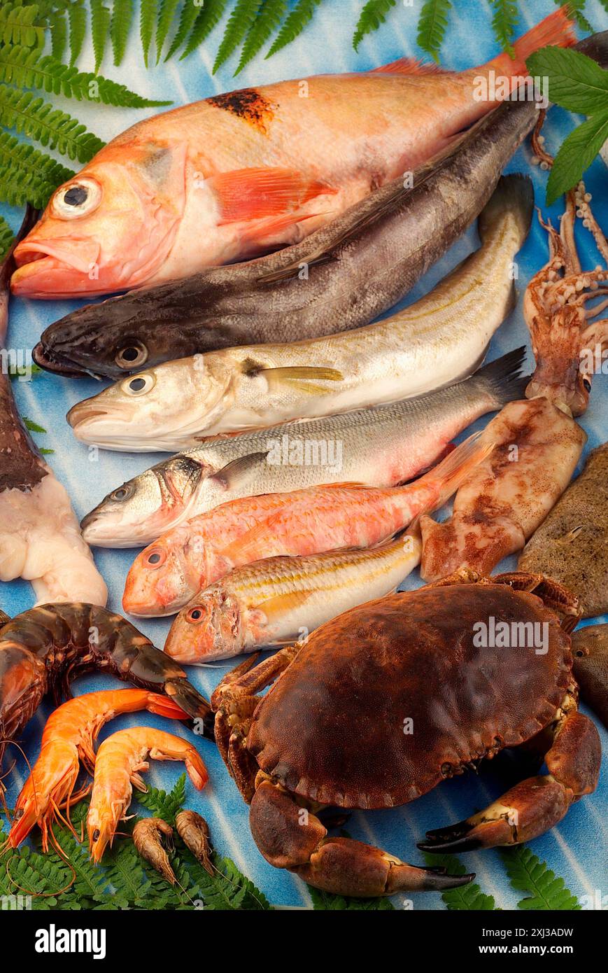 Cuttlefish display hi-res stock photography and images - Alamy