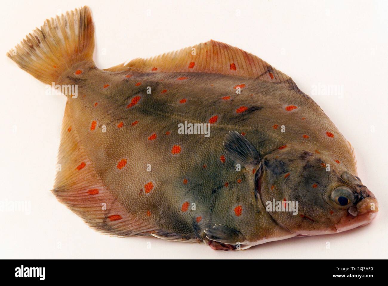 Plaice fish hi-res stock photography and images - Alamy
