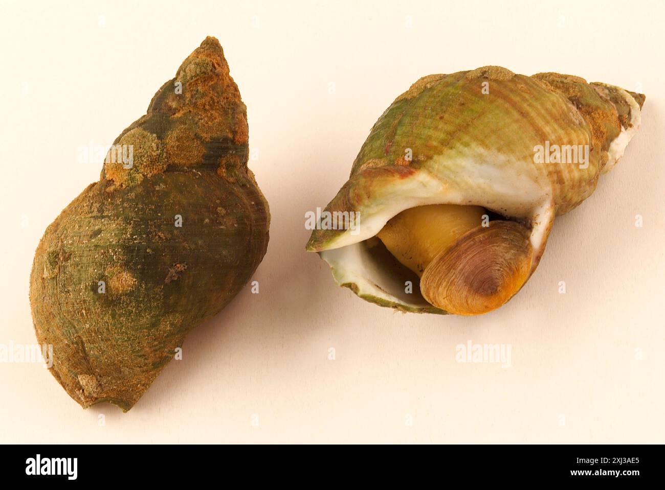 Whelk store hi-res stock photography and images - Alamy