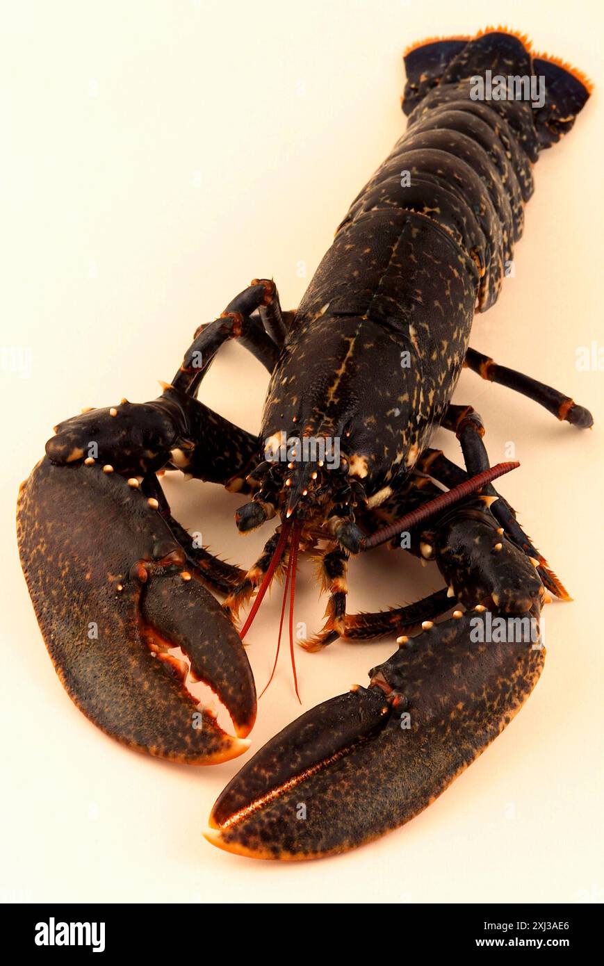 Lobster sea bottom hi-res stock photography and images - Alamy