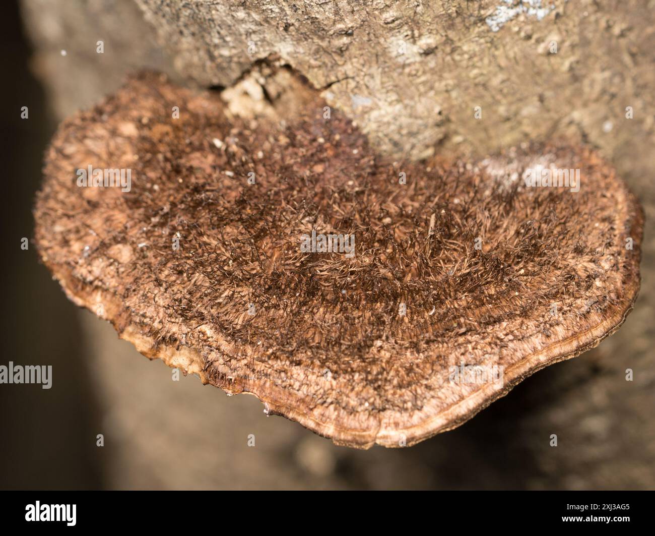 Hairy Hexagonia (Hexagonia hydnoides) Fungi Stock Photo - Alamy