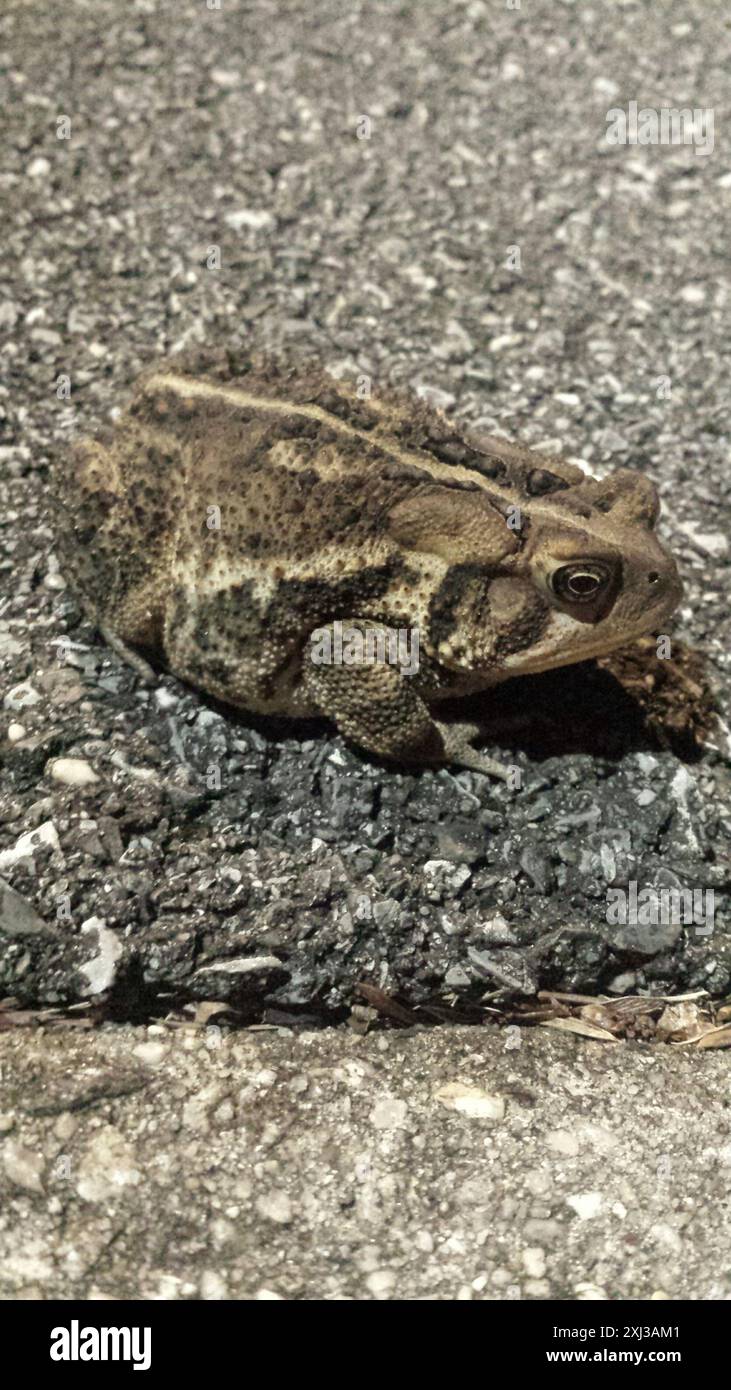 North American Toads (Anaxyrus) Amphibia Stock Photo - Alamy
