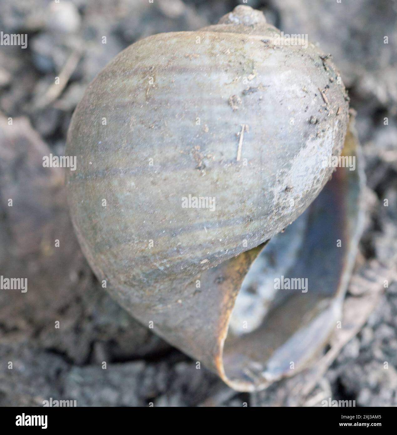 Common Apple Snails (Pomacea) Mollusca Stock Photo - Alamy
