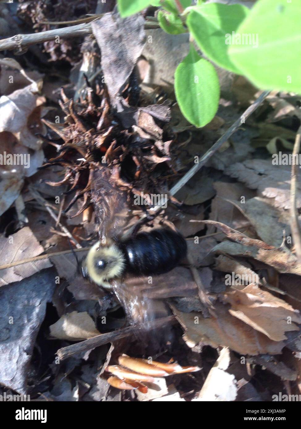 Lemon Cuckoo Bumble Bee (Bombus citrinus) Insecta Stock Photo - Alamy