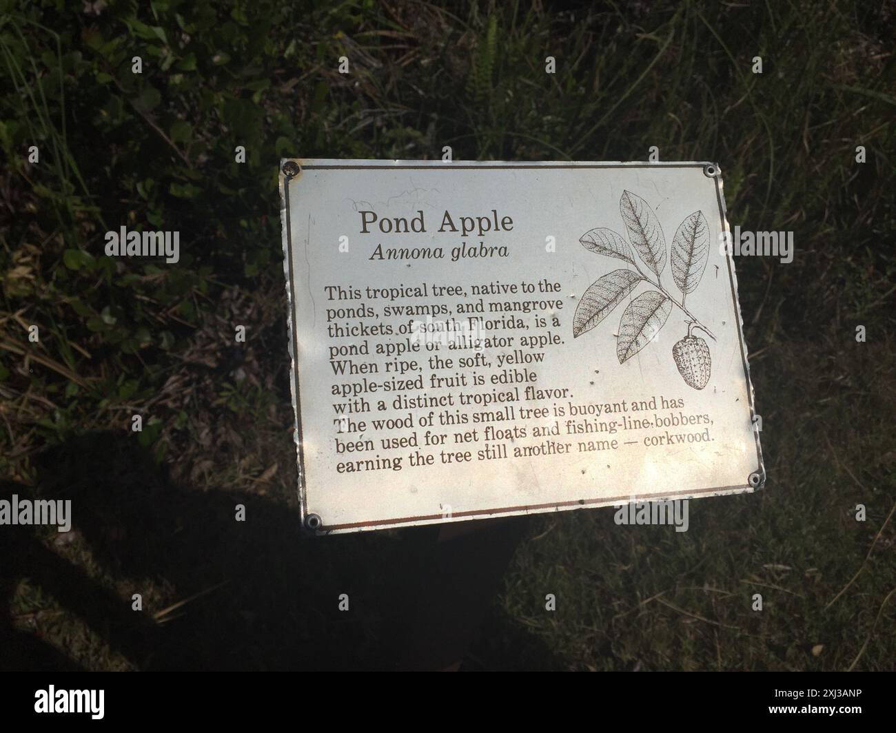 Pond Apple (Annona glabra) Plantae Stock Photo - Alamy