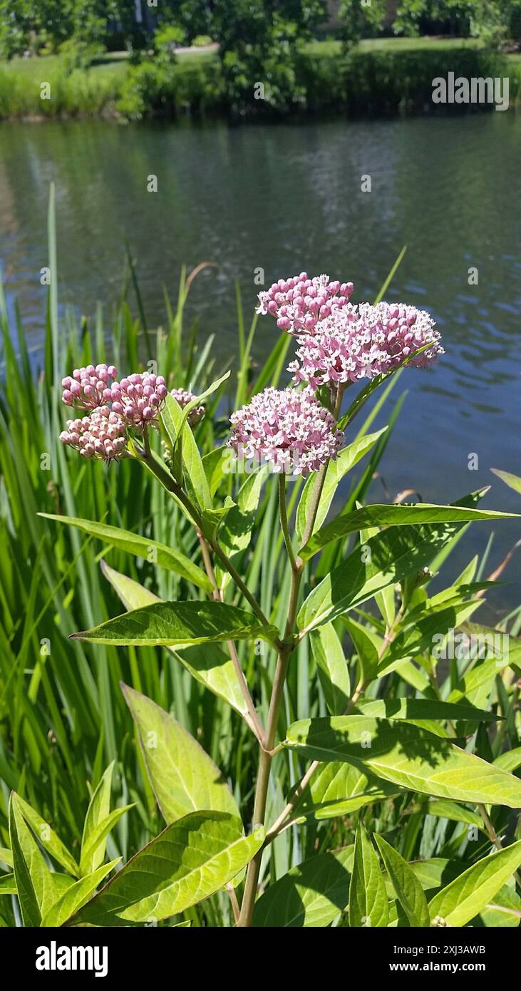 swamp milkweed (Asclepias incarnata) Plantae Stock Photo - Alamy