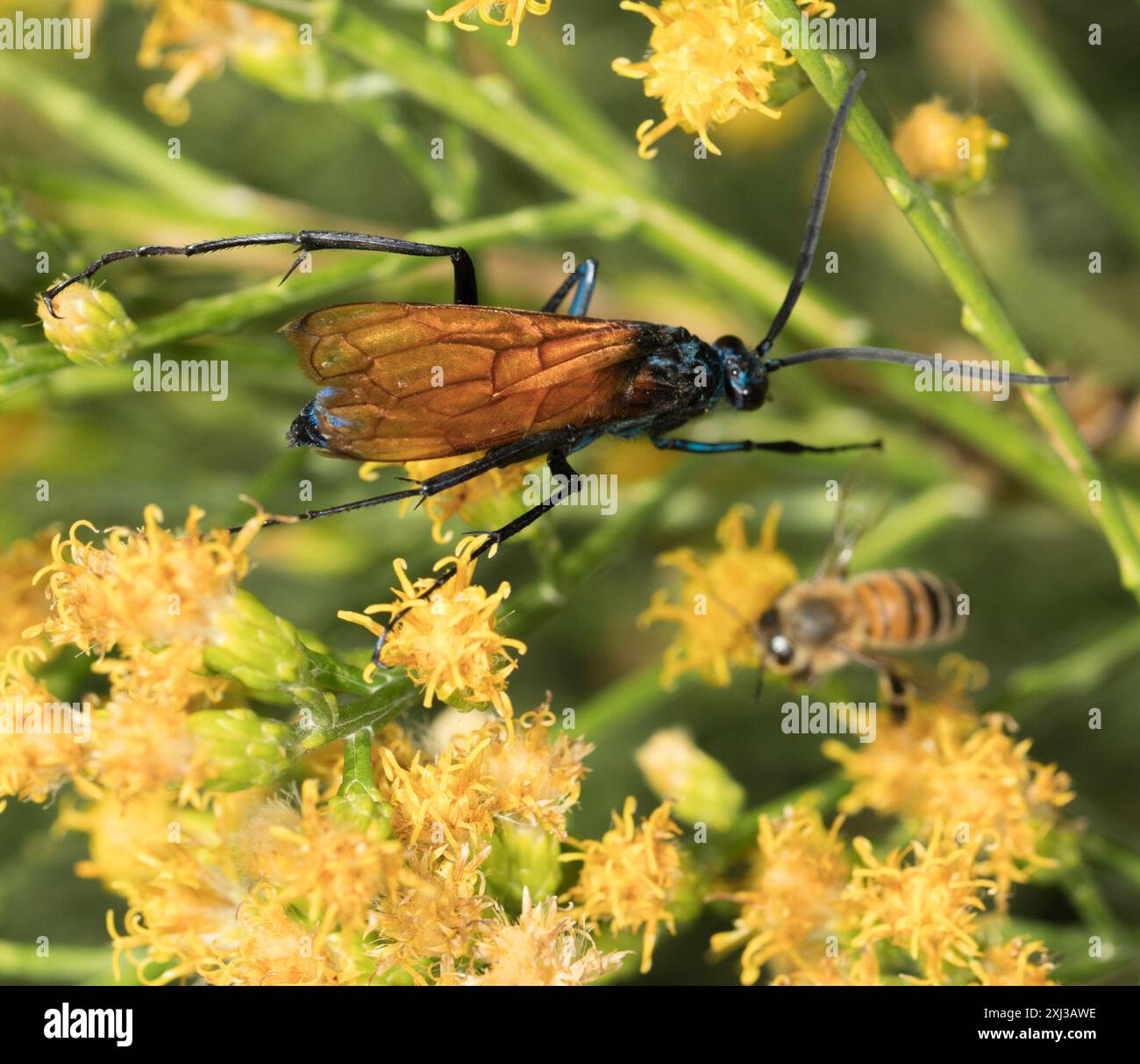 New World Tarantula-hawk Wasps (Pepsis) Insecta Stock Photo - Alamy