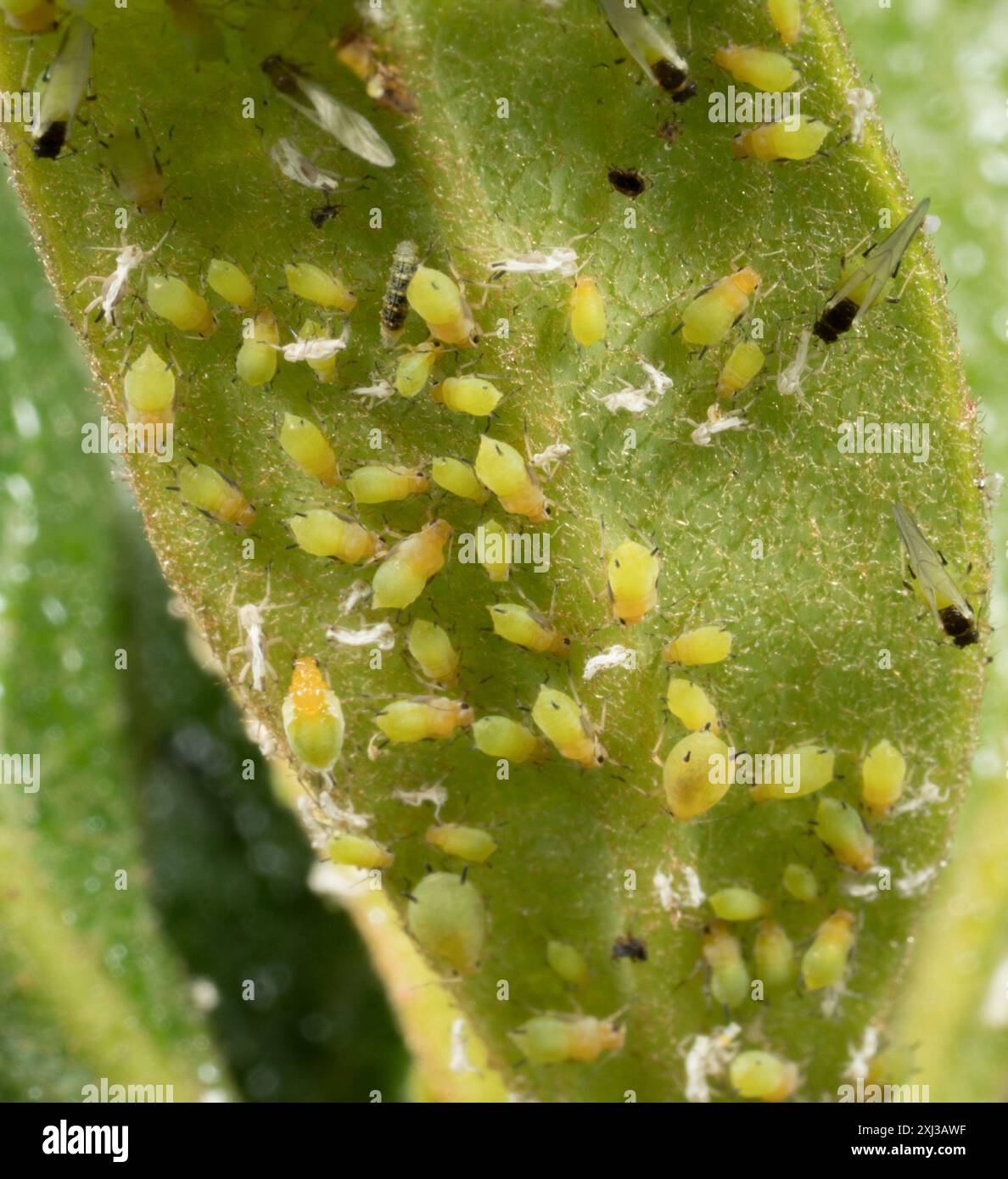 Spiraea Aphid (Aphis spiraecola) Insecta Stock Photo - Alamy