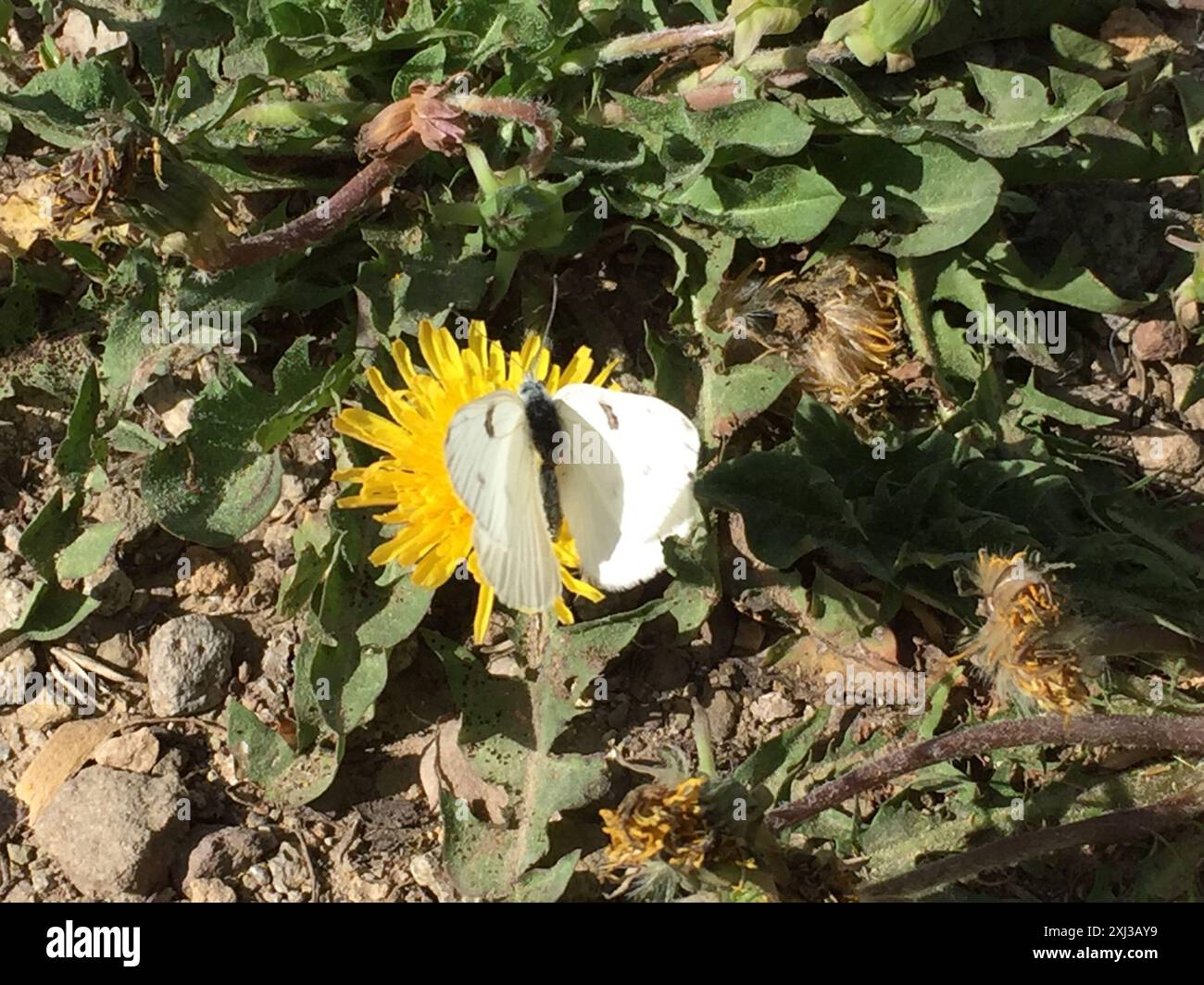Checkered White (Pontia protodice) Insecta Stock Photo - Alamy