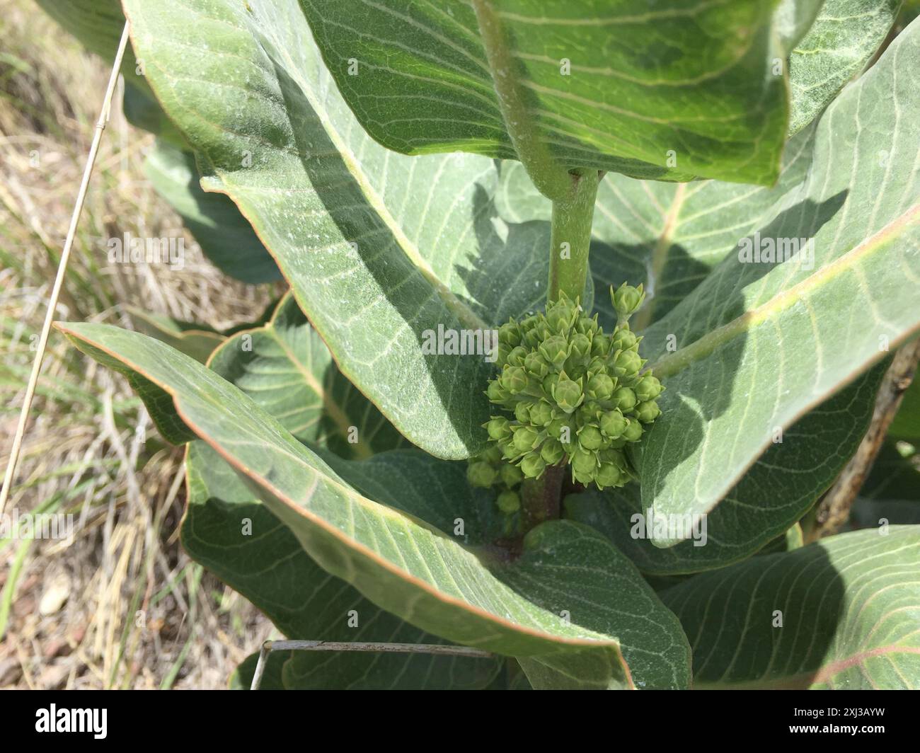 broadleaf milkweed (Asclepias latifolia) Plantae Stock Photo - Alamy