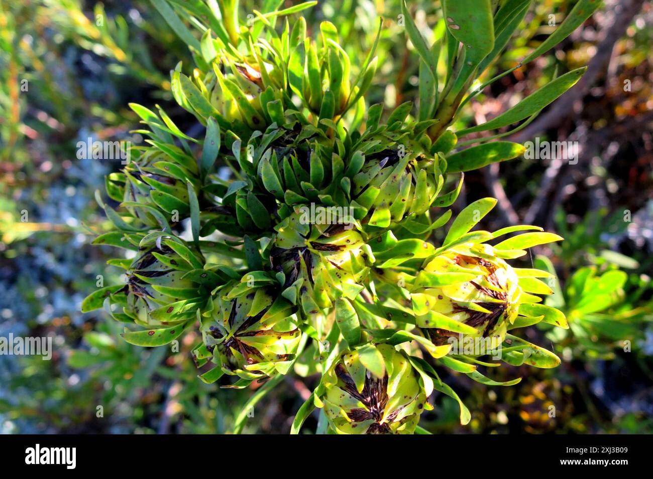 Broadleaf Featherbush (Aulax umbellata) Plantae Stock Photo - Alamy