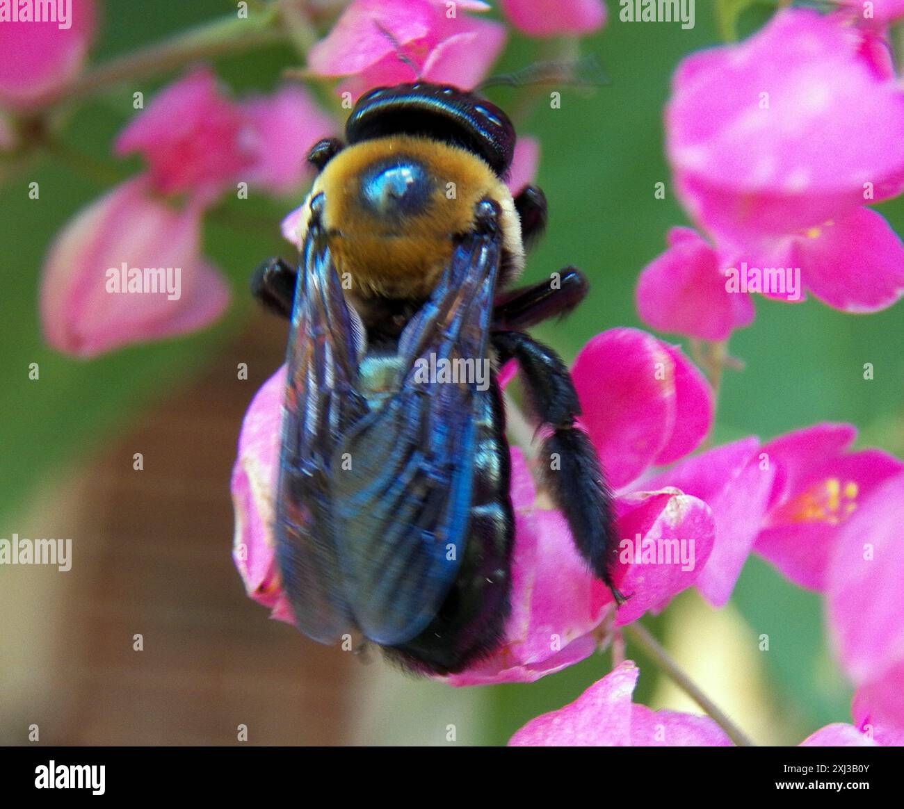 Southern Carpenter Bee (Xylocopa micans) Insecta Stock Photo - Alamy