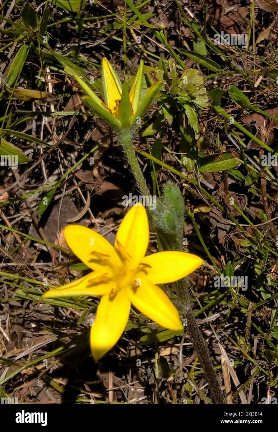 African Stargrass (Hypoxis hemerocallidea) Plantae Stock Photo - Alamy