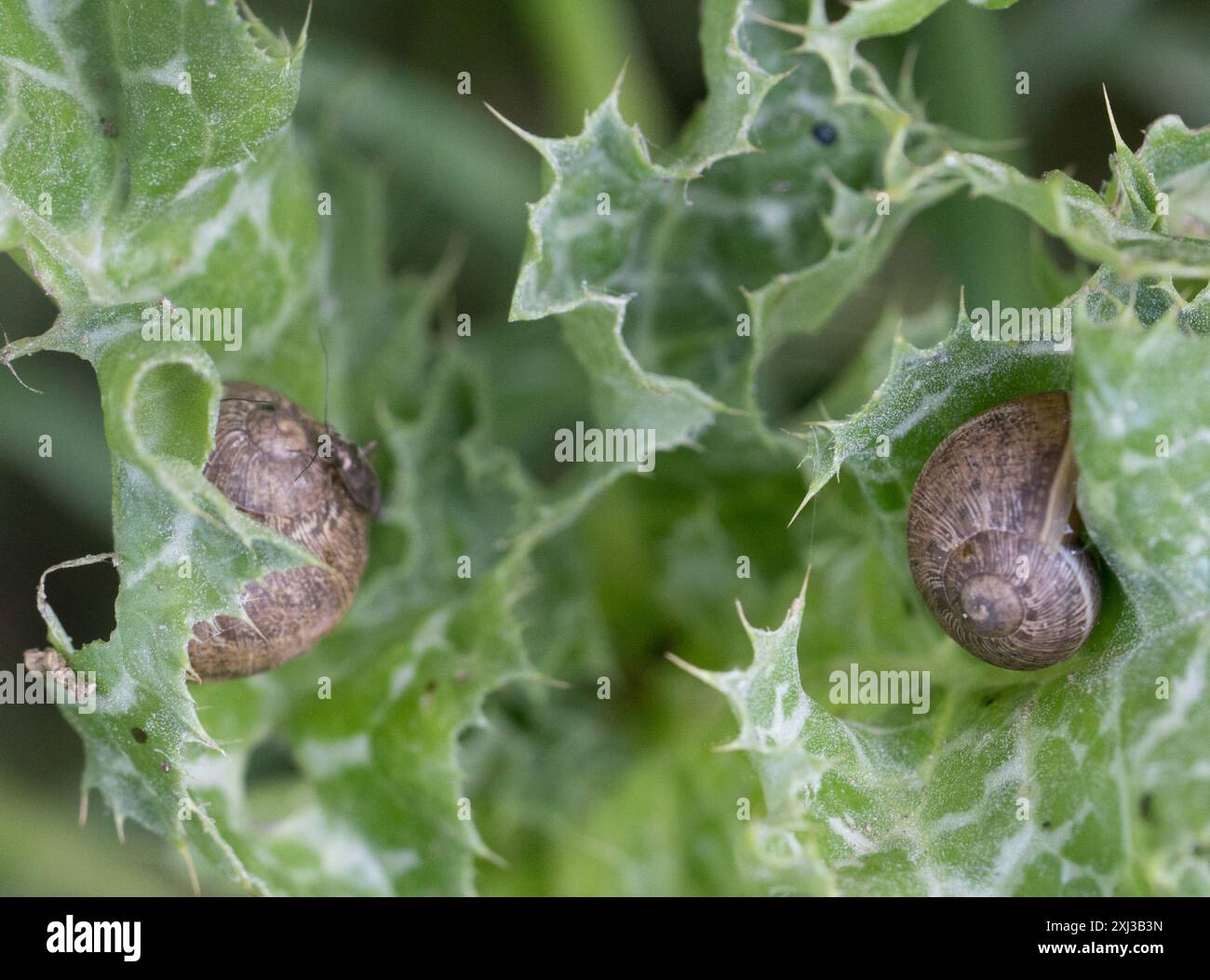 Garden Snail (Cornu aspersum) Mollusca Stock Photo - Alamy