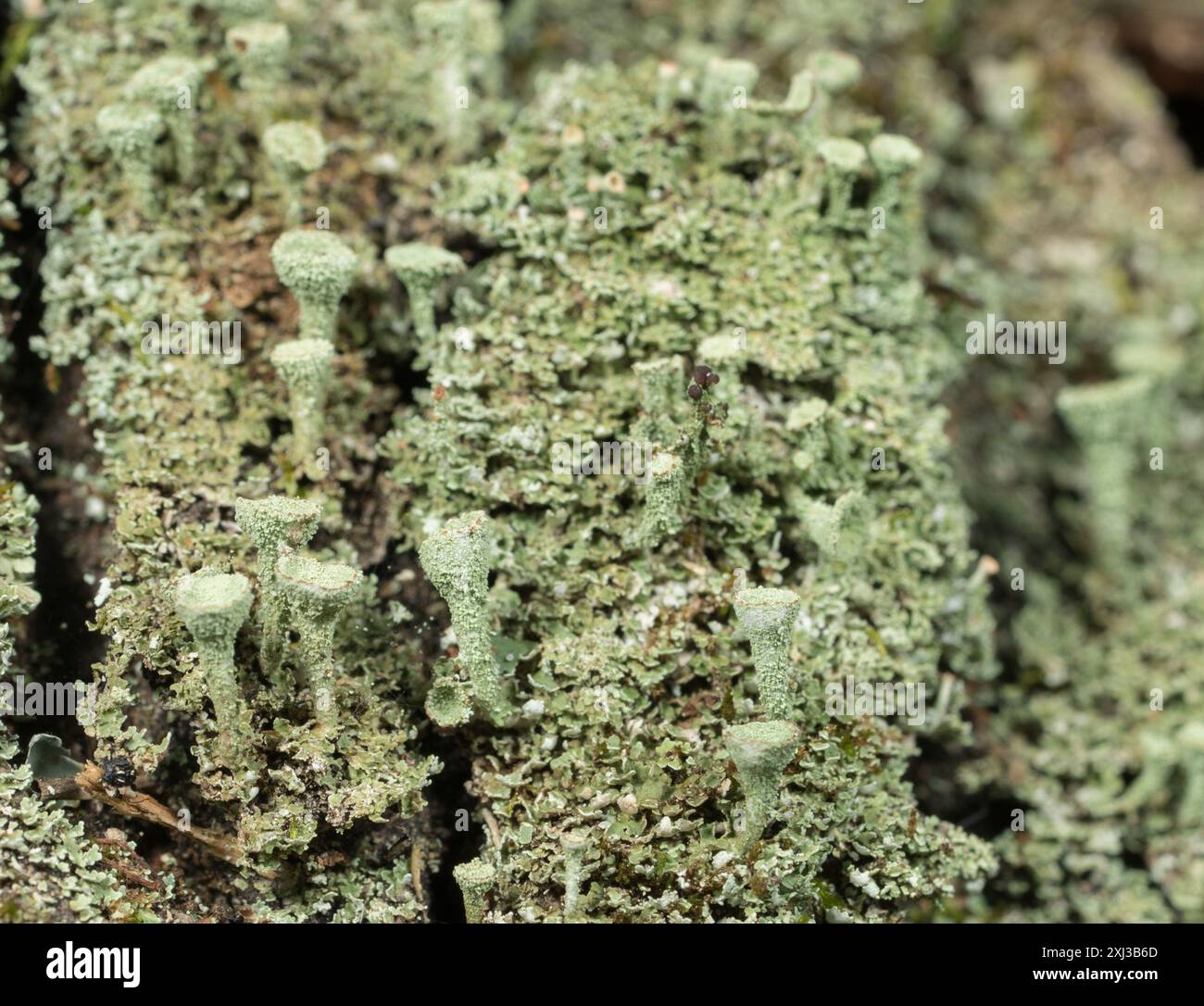 Pebbled Pixie Cup (Cladonia pyxidata) Fungi Stock Photo - Alamy