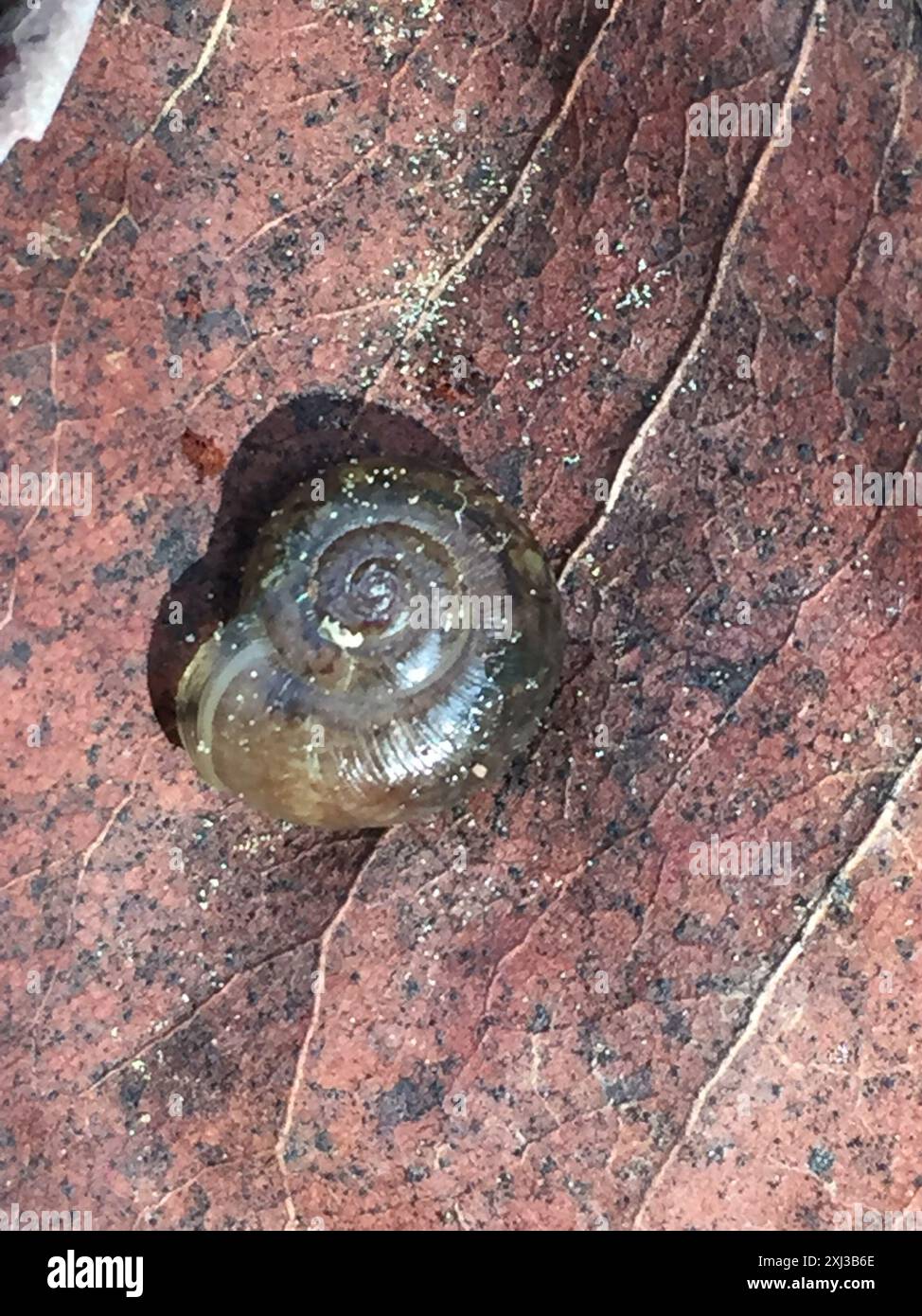 Lancetooth hi-res stock photography and images - Alamy