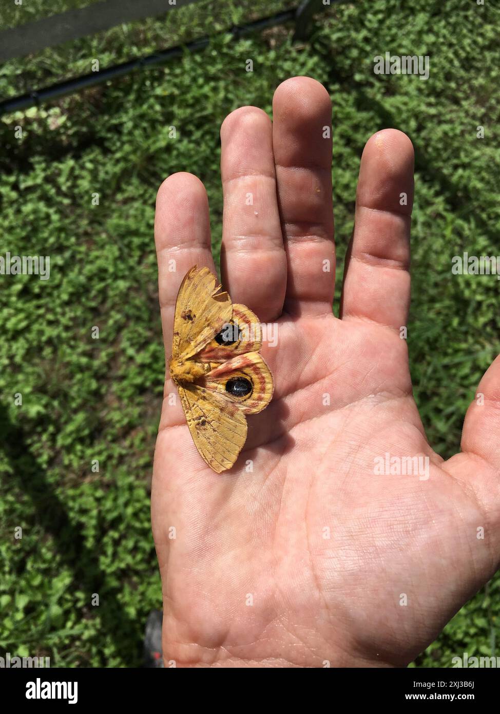 Io Moth (Automeris io) Insecta Stock Photo - Alamy