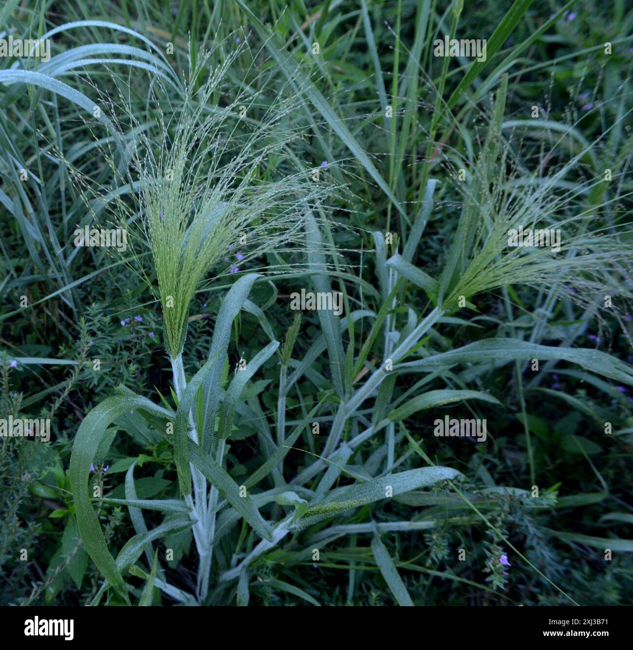 witch grass (Panicum capillare) Plantae Stock Photo - Alamy