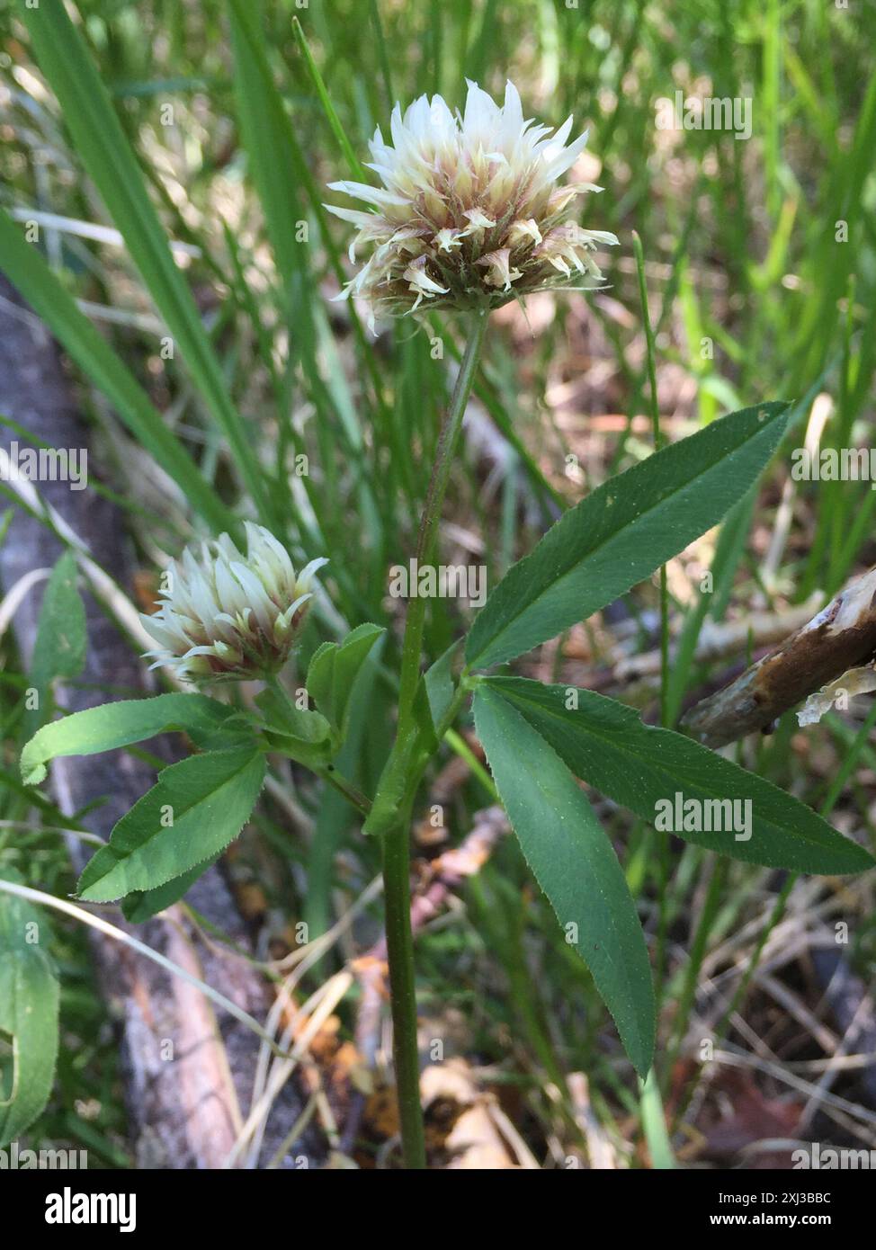 Long-stalked Clover (Trifolium longipes) Plantae Stock Photo - Alamy