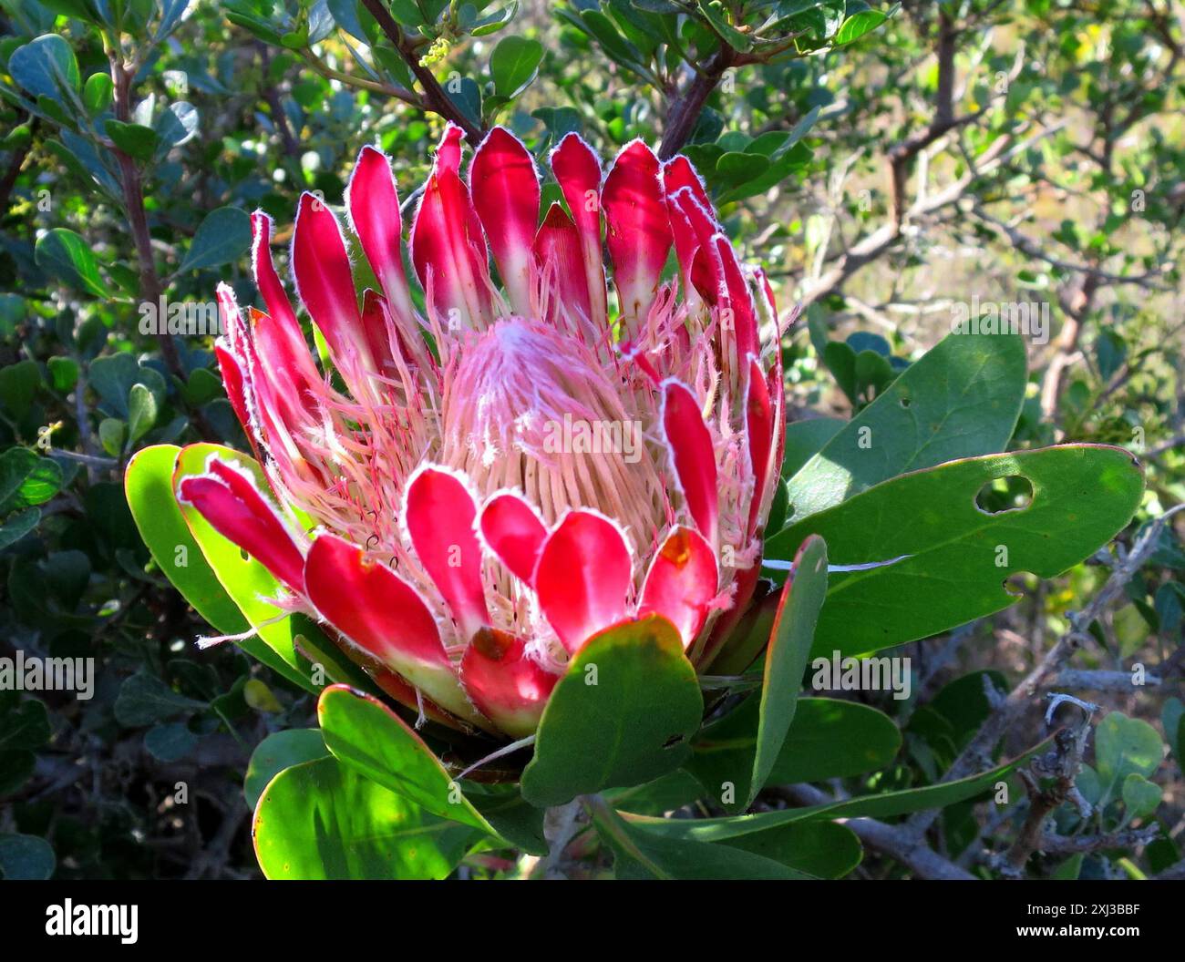 Limestone Sugarbush (Protea obtusifolia) Plantae Stock Photo - Alamy