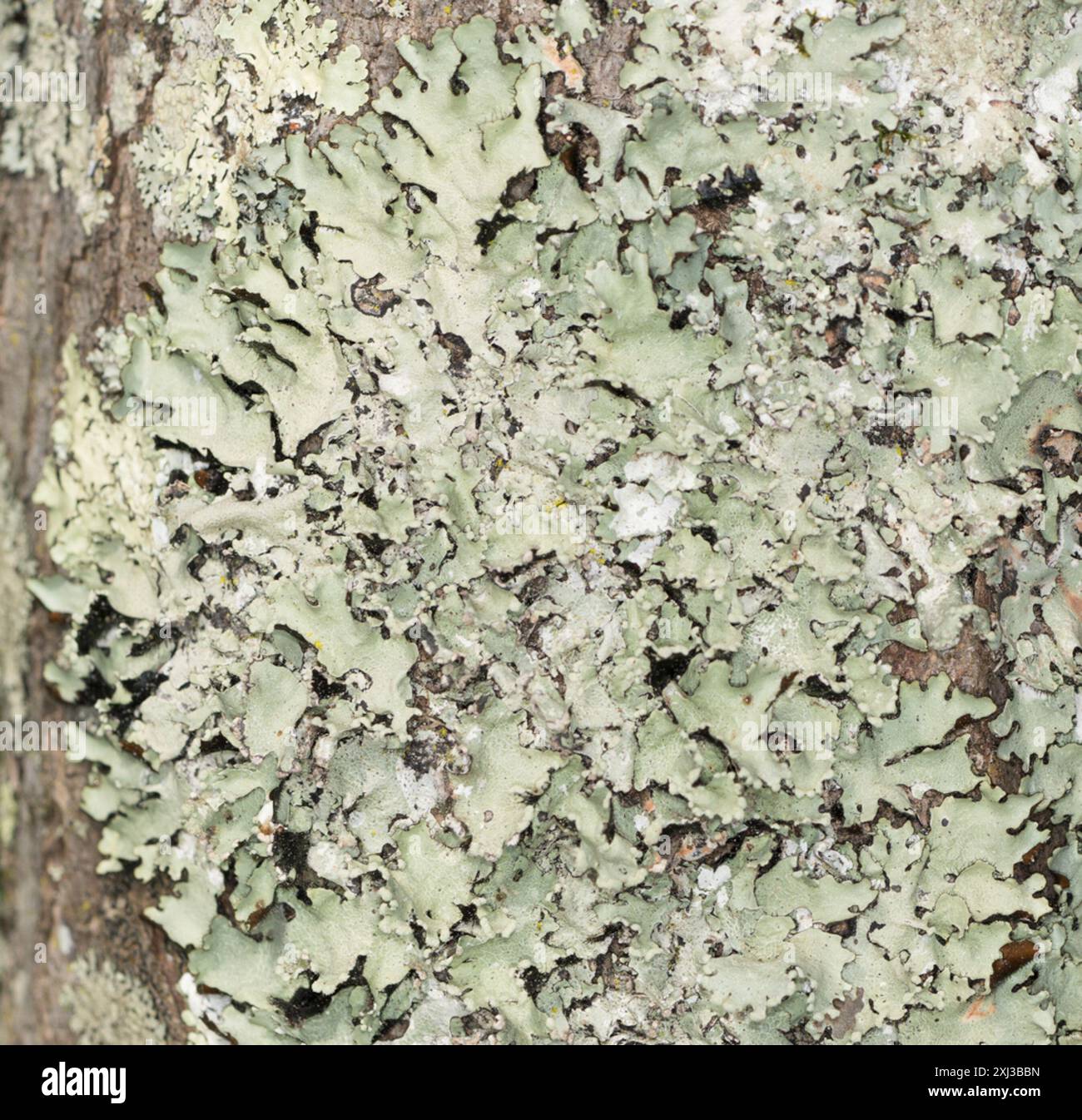 Ruffle Lichens (Parmotrema) Fungi Stock Photo - Alamy
