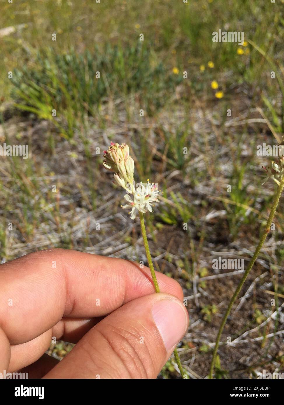 western false asphodel (Triantha occidentalis) Plantae Stock Photo - Alamy