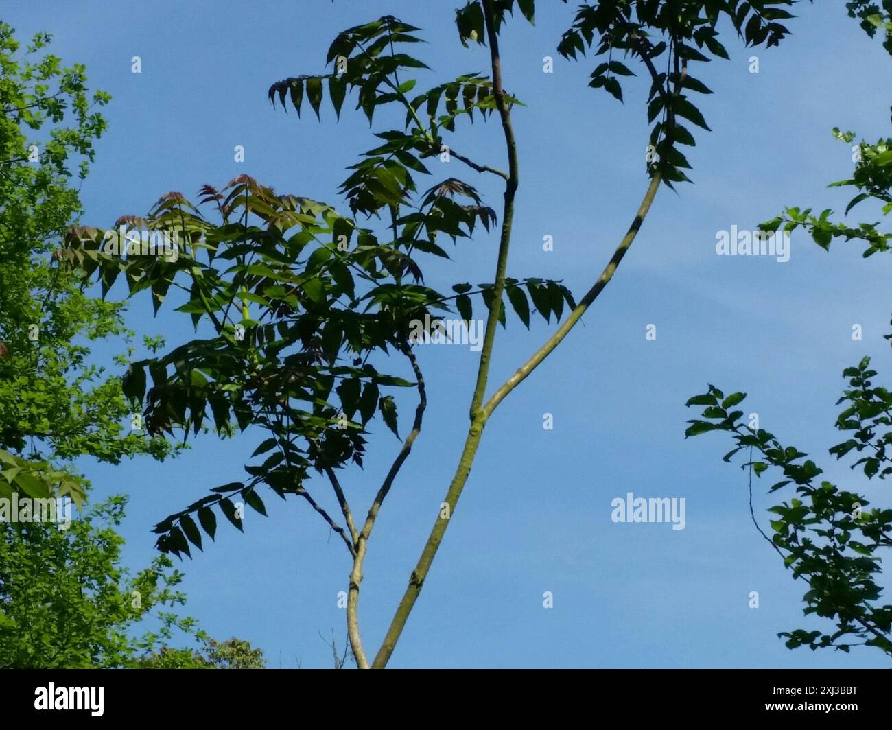 tree-of-heaven (Ailanthus altissima) Plantae Stock Photo - Alamy
