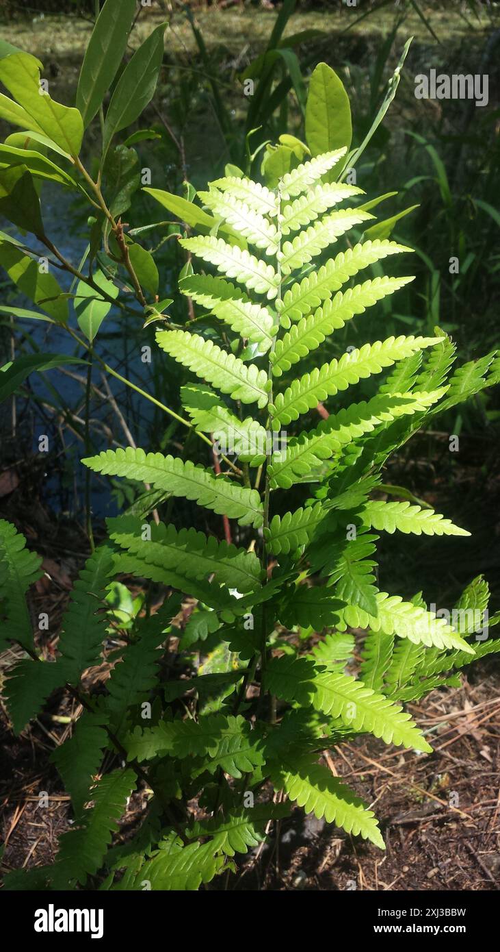 Virginia chainfern (Woodwardia virginica) Plantae Stock Photo - Alamy