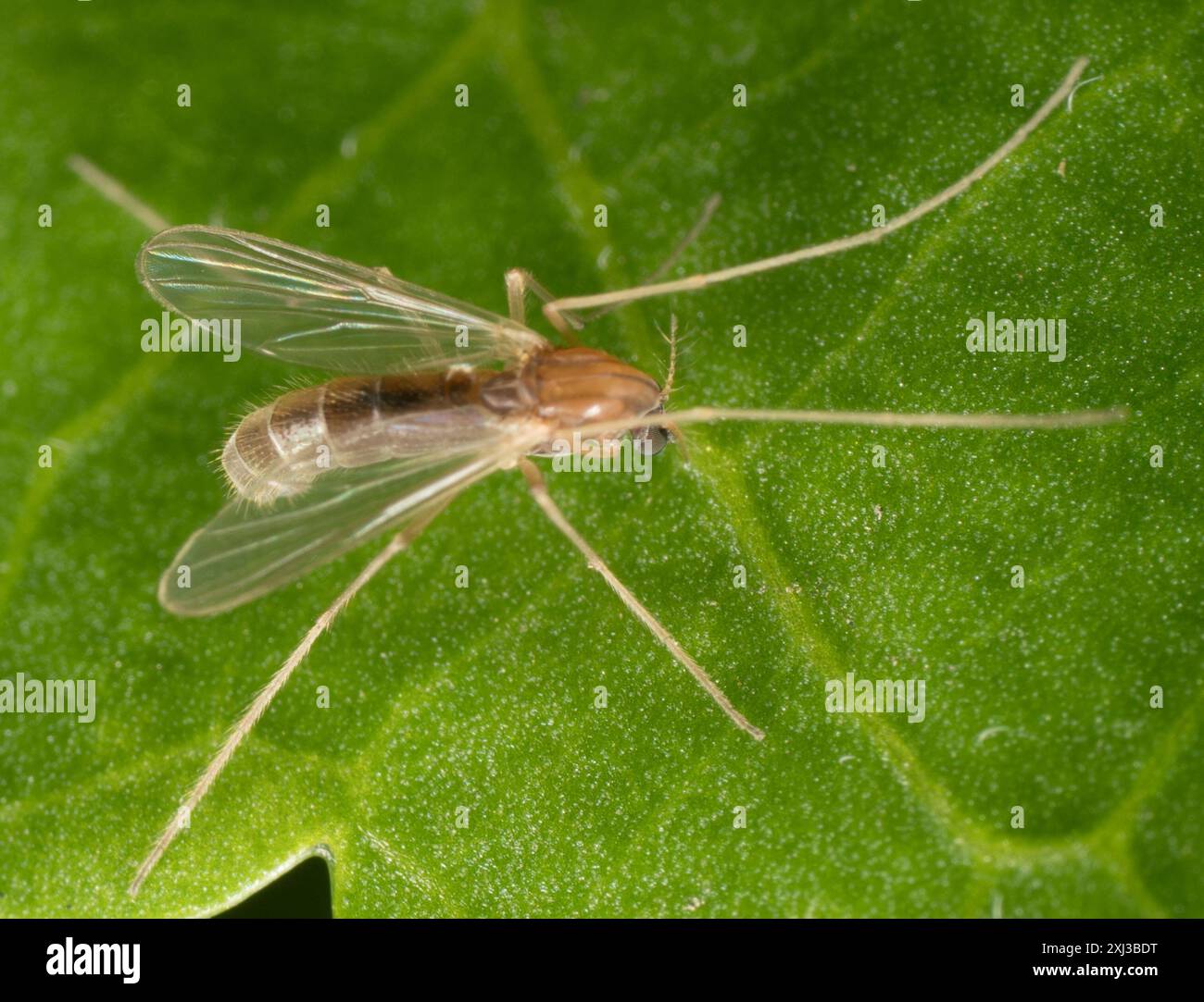 Non-biting Midges (Chironomidae) Insecta Stock Photo - Alamy