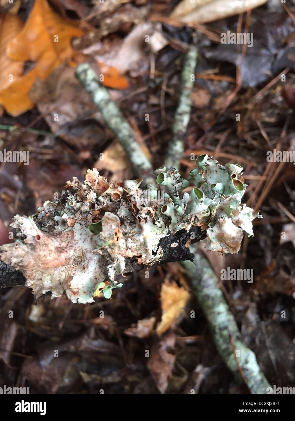 perforated ruffle lichen (Parmotrema perforatum) Fungi Stock Photo - Alamy