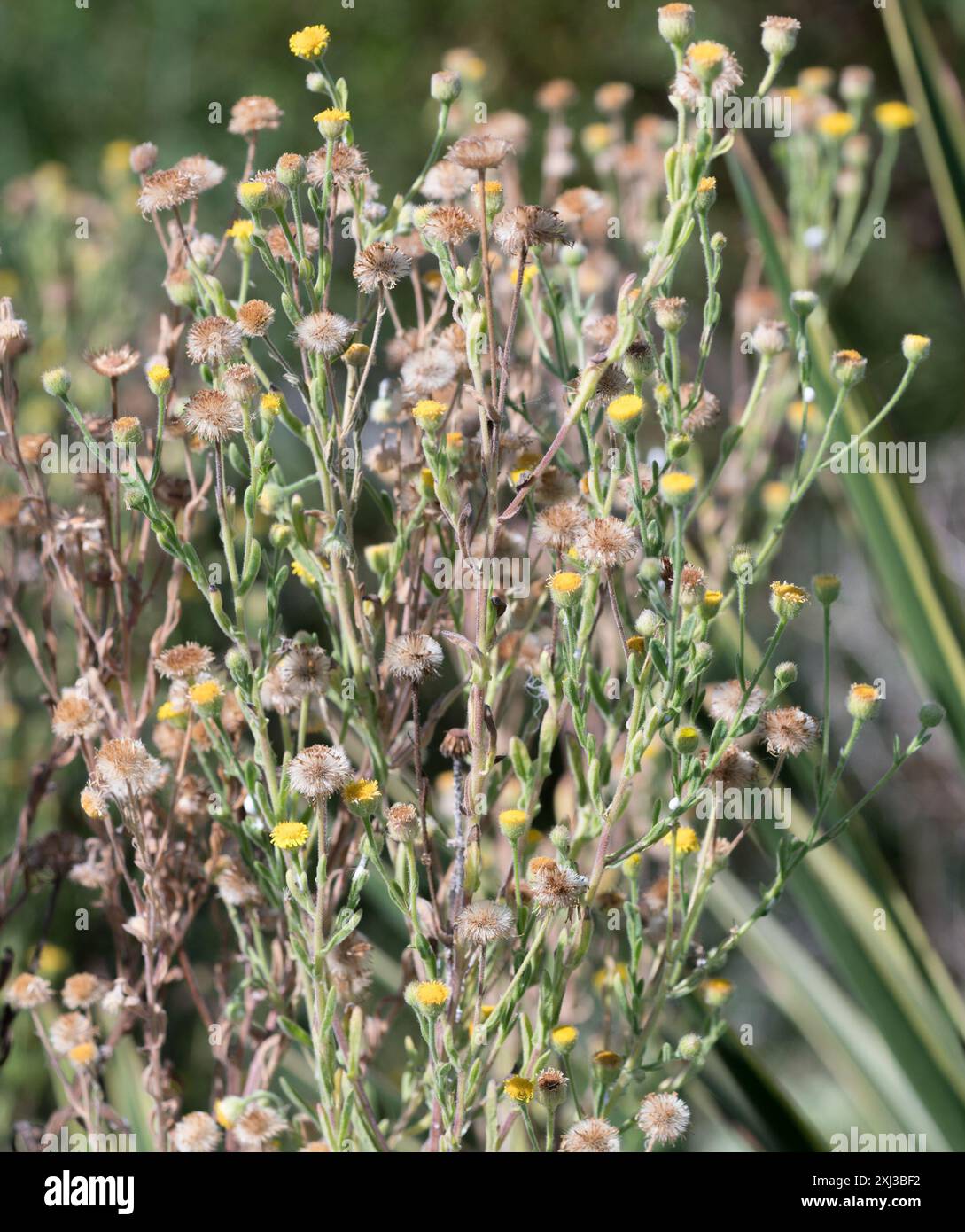 Spanish False Fleabane (Pulicaria paludosa) Plantae Stock Photo - Alamy