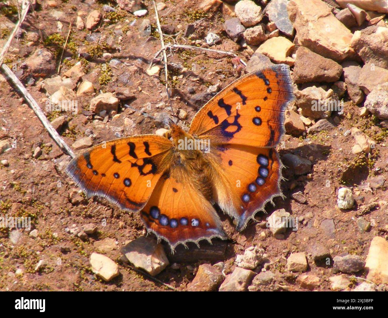 Common Pirate (Catacroptera cloanthe cloanthe) Insecta Stock Photo - Alamy
