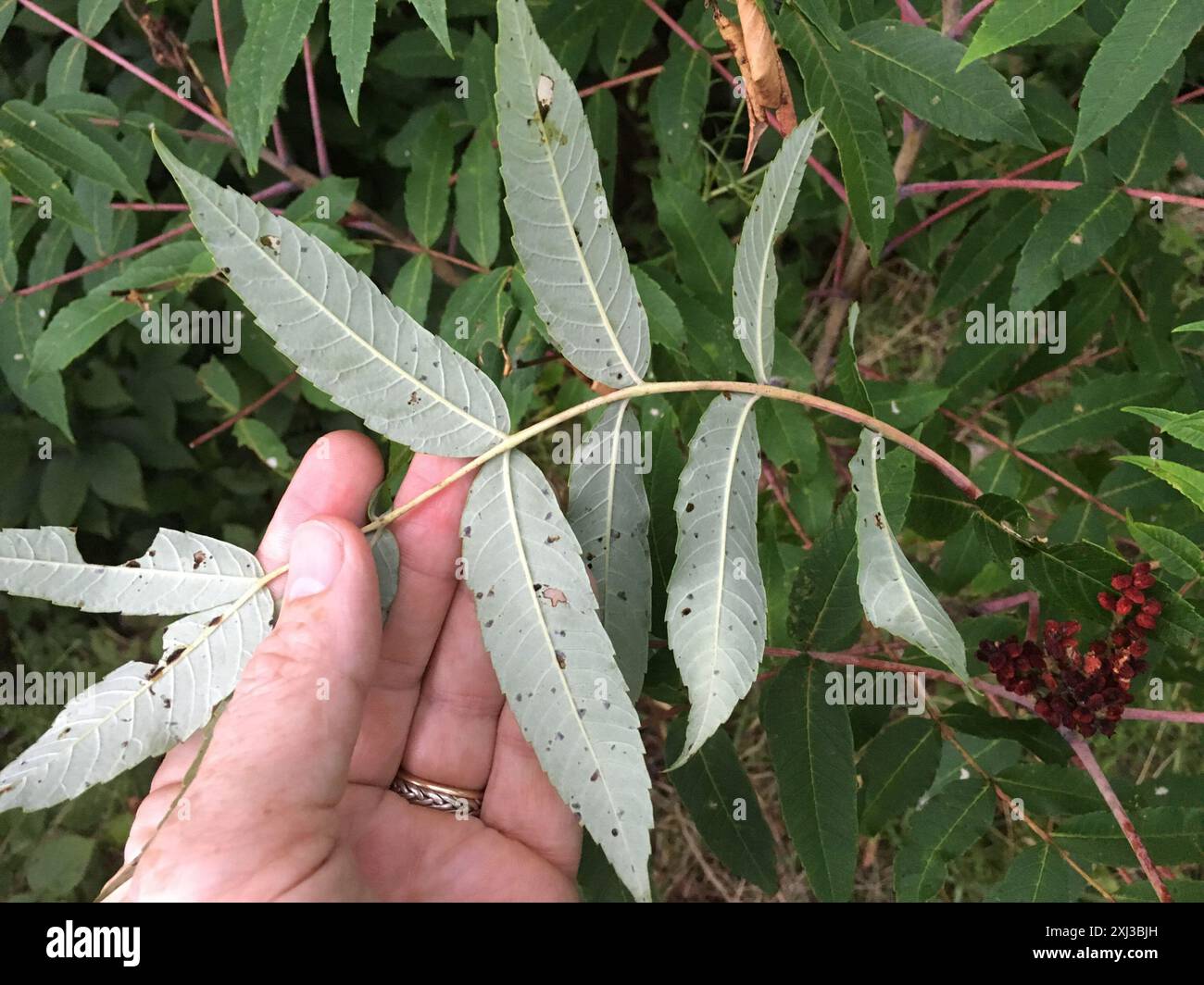 smooth sumac (Rhus glabra) Plantae Stock Photo - Alamy
