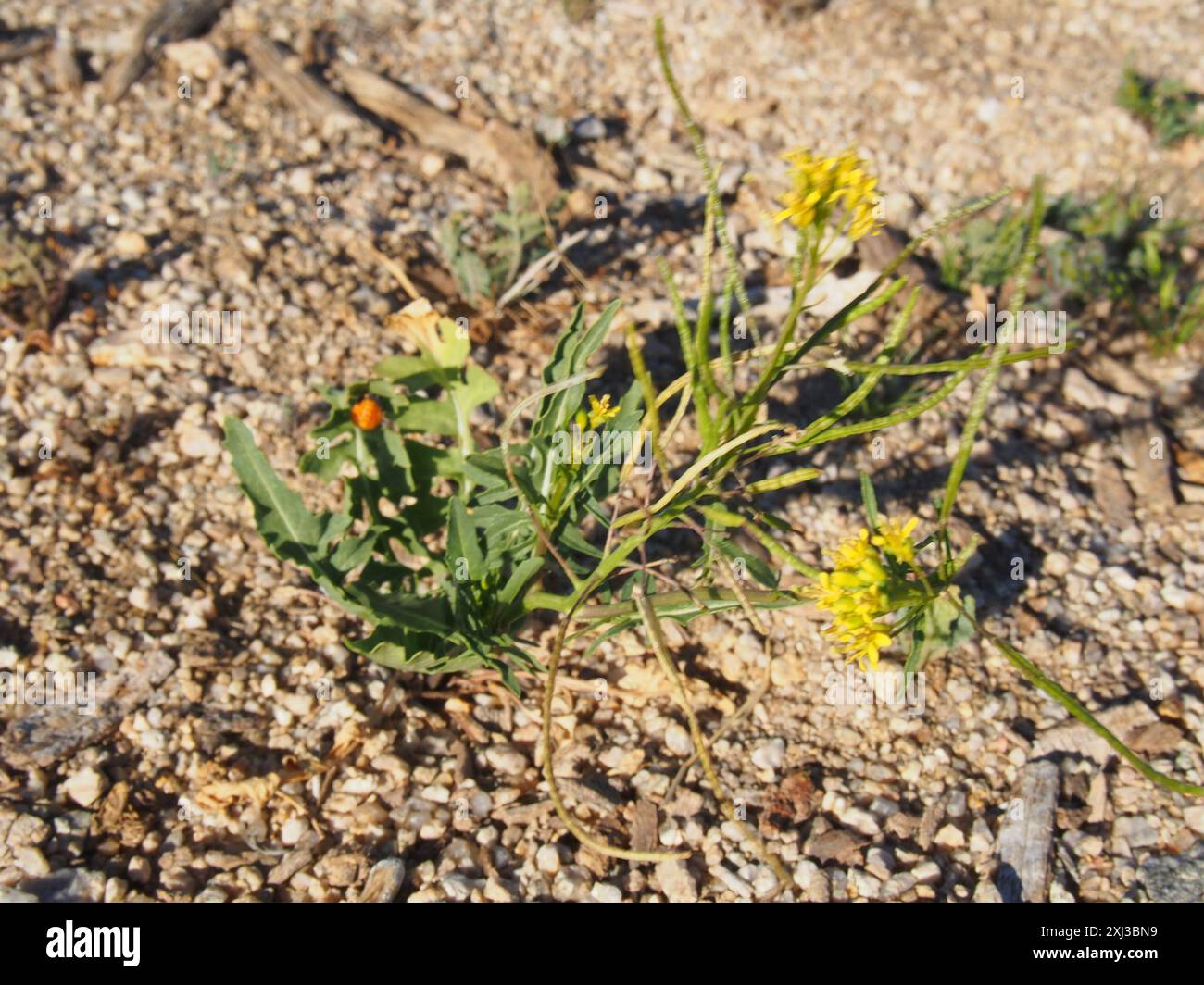 London rocket (Sisymbrium irio) Plantae Stock Photo - Alamy