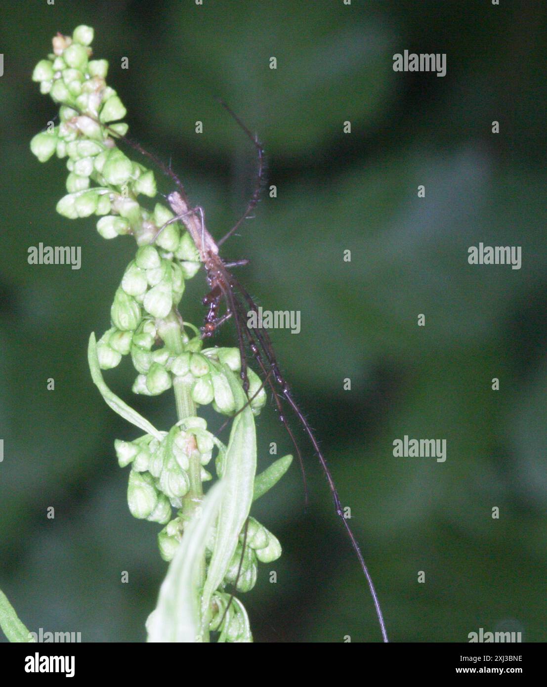 Stretch Spiders (Tetragnatha) Arachnida Stock Photo - Alamy